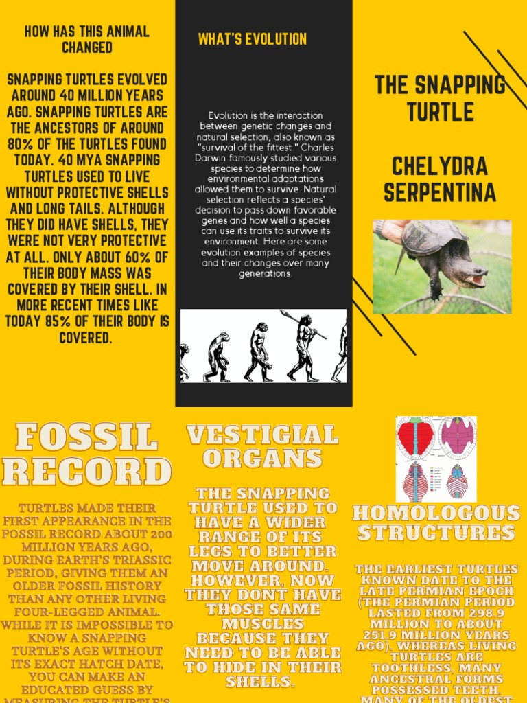 The Snapping Turtle Chelydra Serpentina | PDF | Turtle | Evolution