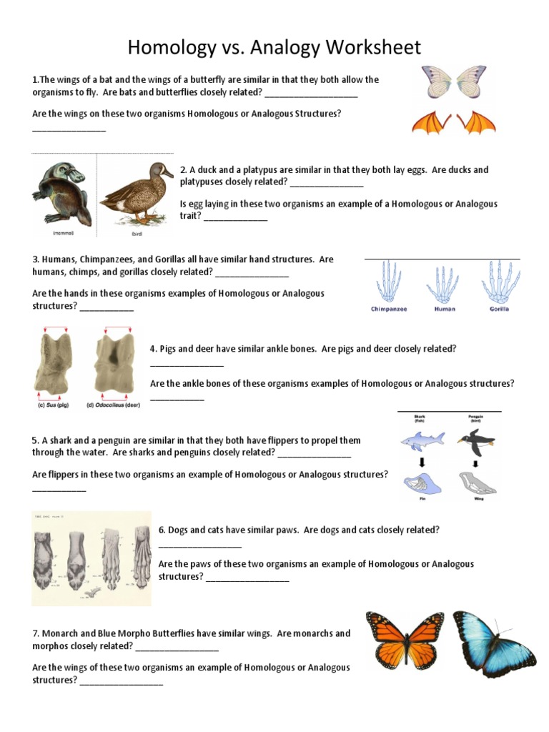 Homology vs. Analogy Worksheet | PDF | Homology (Biology) | Mammals