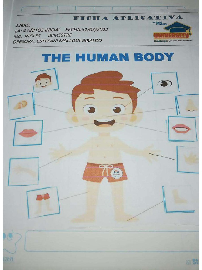 Homework The Human Body | PDF