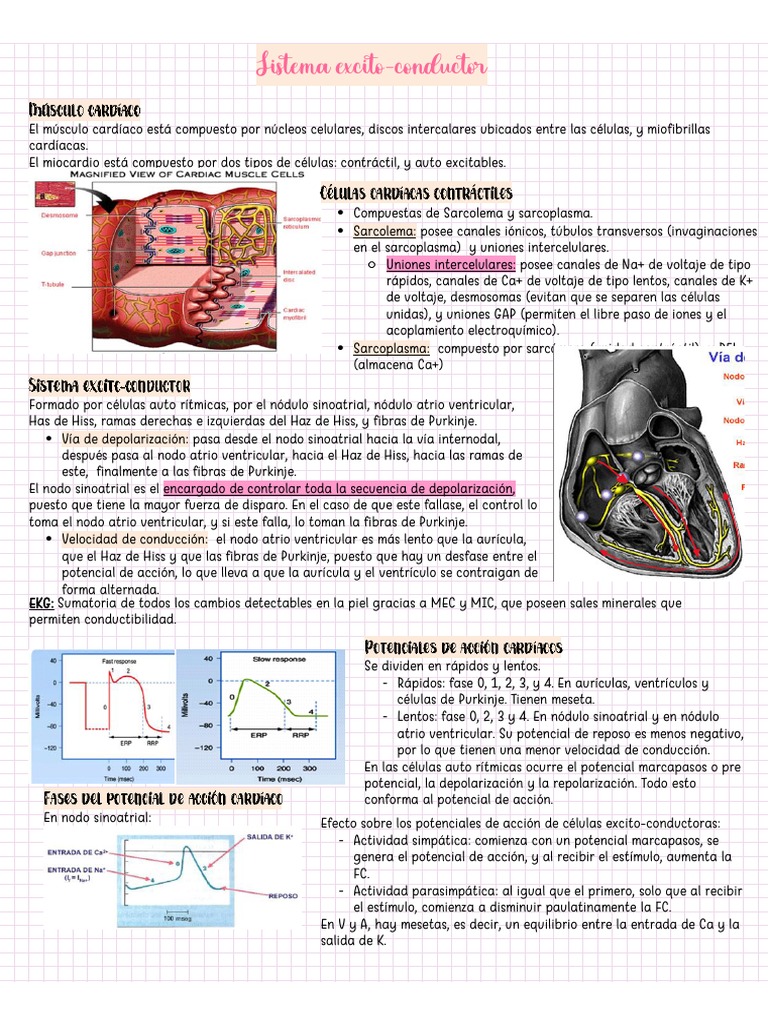 Sistema Excito-Conductor | PDF | Electrocardiografia | Potencial de acción