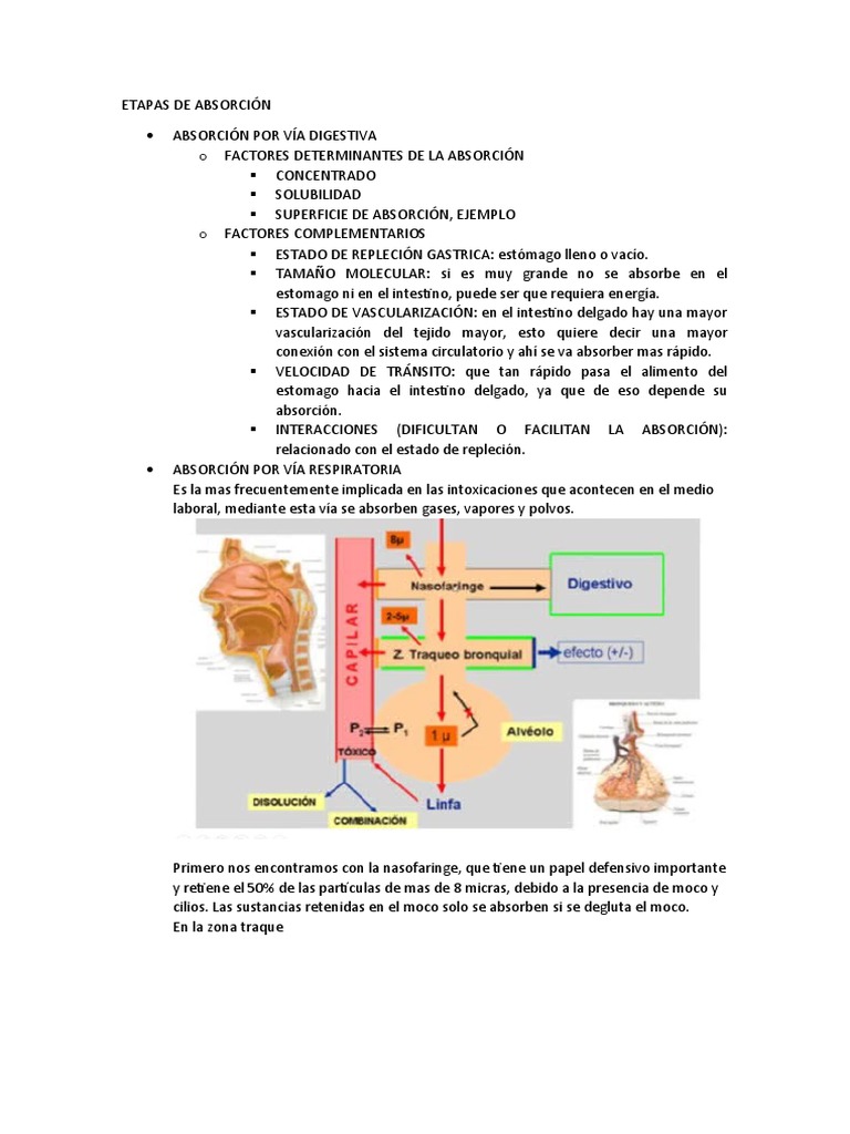 Etapas de Absorción | PDF