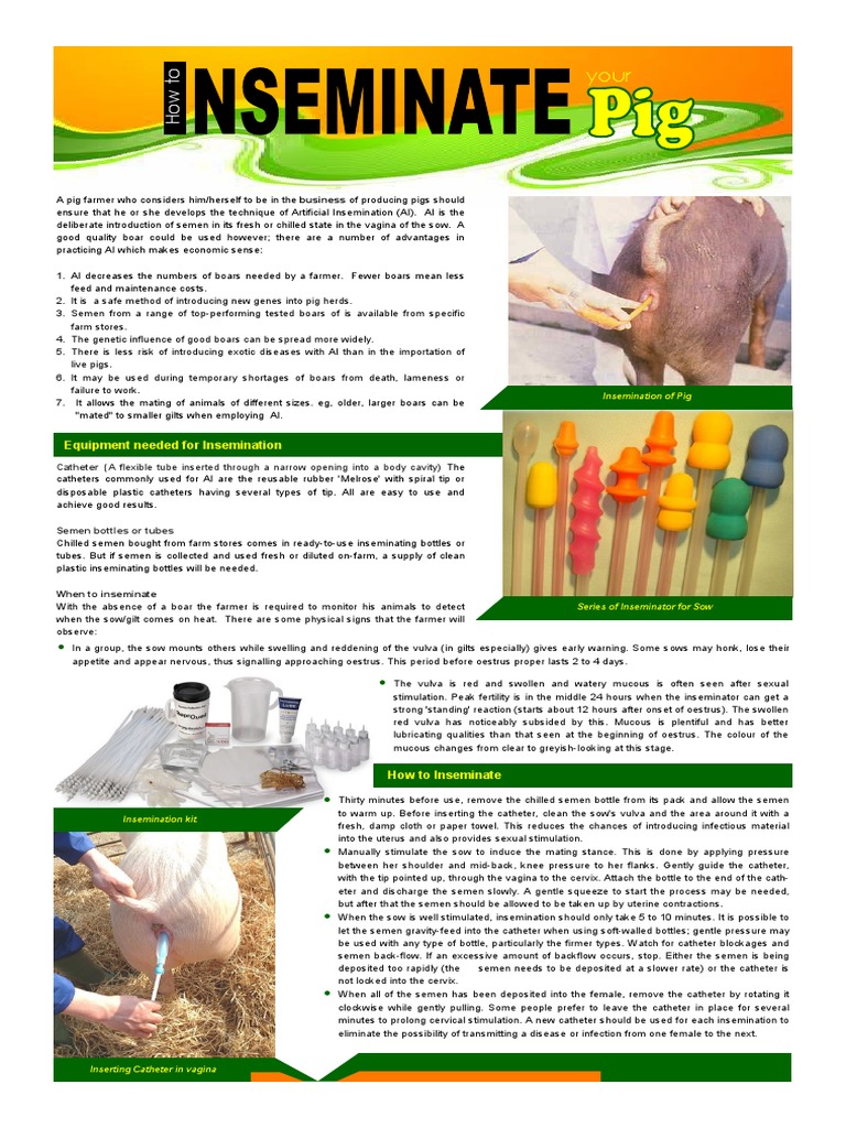 How To Inseminate Your Pig | PDF