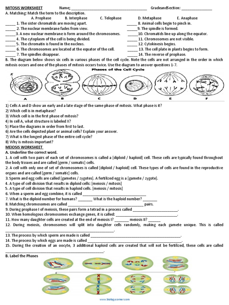 Mitosis Worksheet | PDF | Meiosis | Mitosis