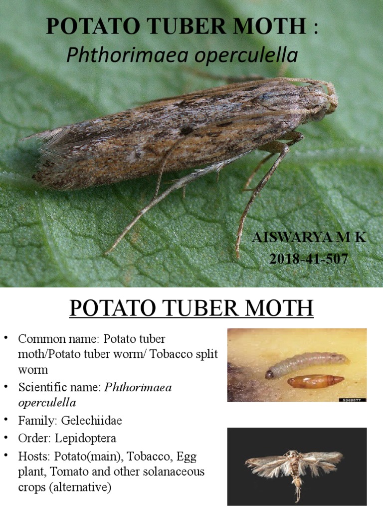 Potato Tuber Moth | PDF | Insects | Agriculture