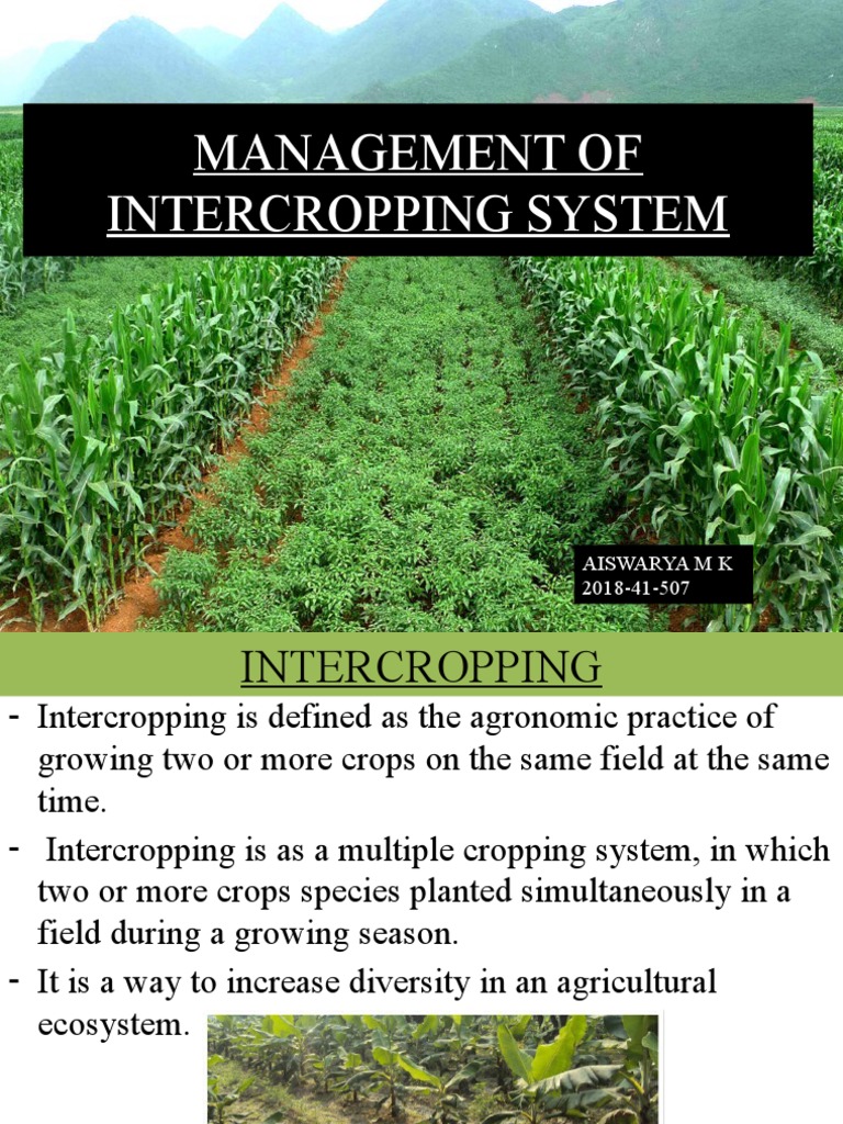 Management of Intercropping System | PDF | Legume | Agriculture