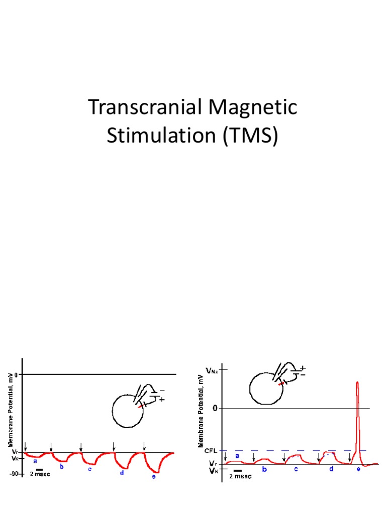 Transcranial Magnetic Stimulation (TMS) - Ask | PDF | Synaptic ...