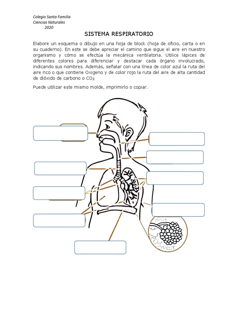 SISTEMA RESPIRATORIO-quinto Básico | PDF