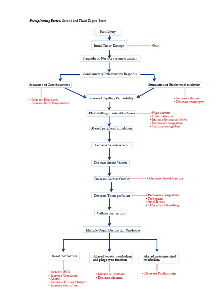 Burns Pathophysiology 2 | PDF | Heart | Burn