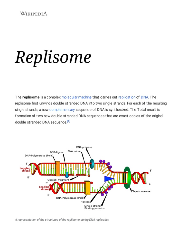 Replisome - Wikipedia | PDF | Dna Replication | Primer (Molecular Biology)