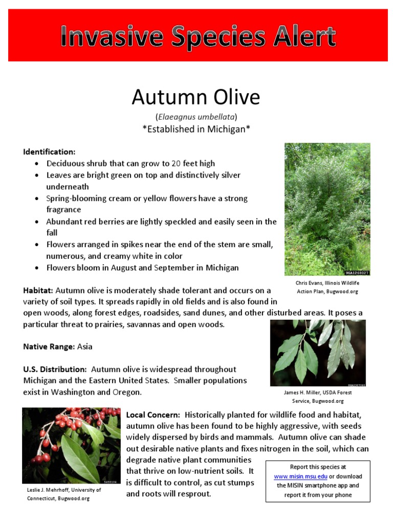 Autumn Olive: Invasive Shrub in Michigan | PDF