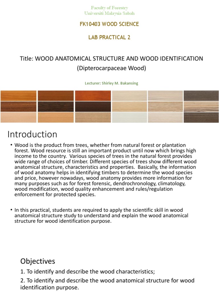 Wood Anatomy for Identification Lab 2 | PDF | Wood | Forestry