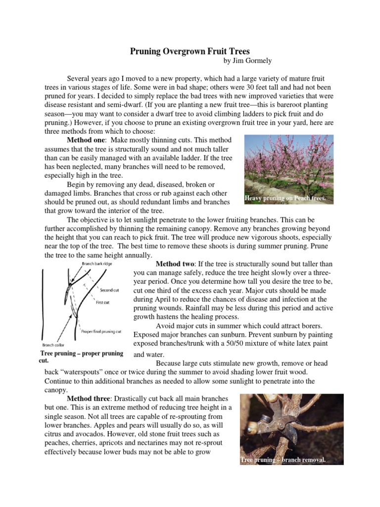 Young Peach Tree Pruning Guide | PDF | Pruning | Trees