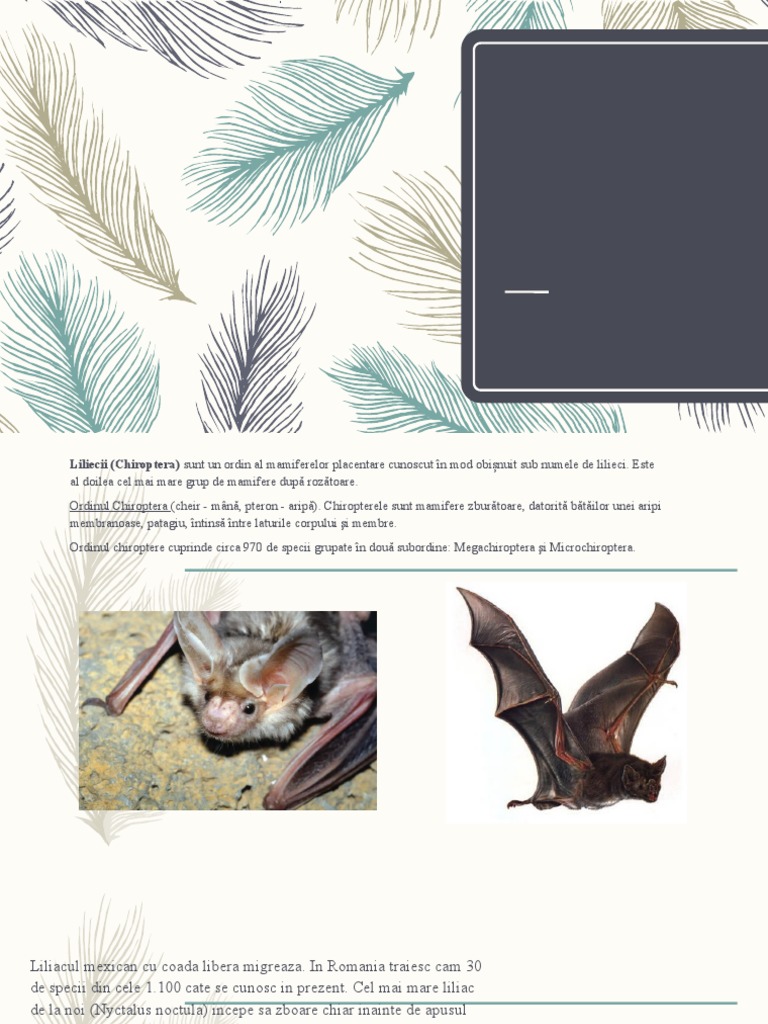 Ord Chiroptera | PDF