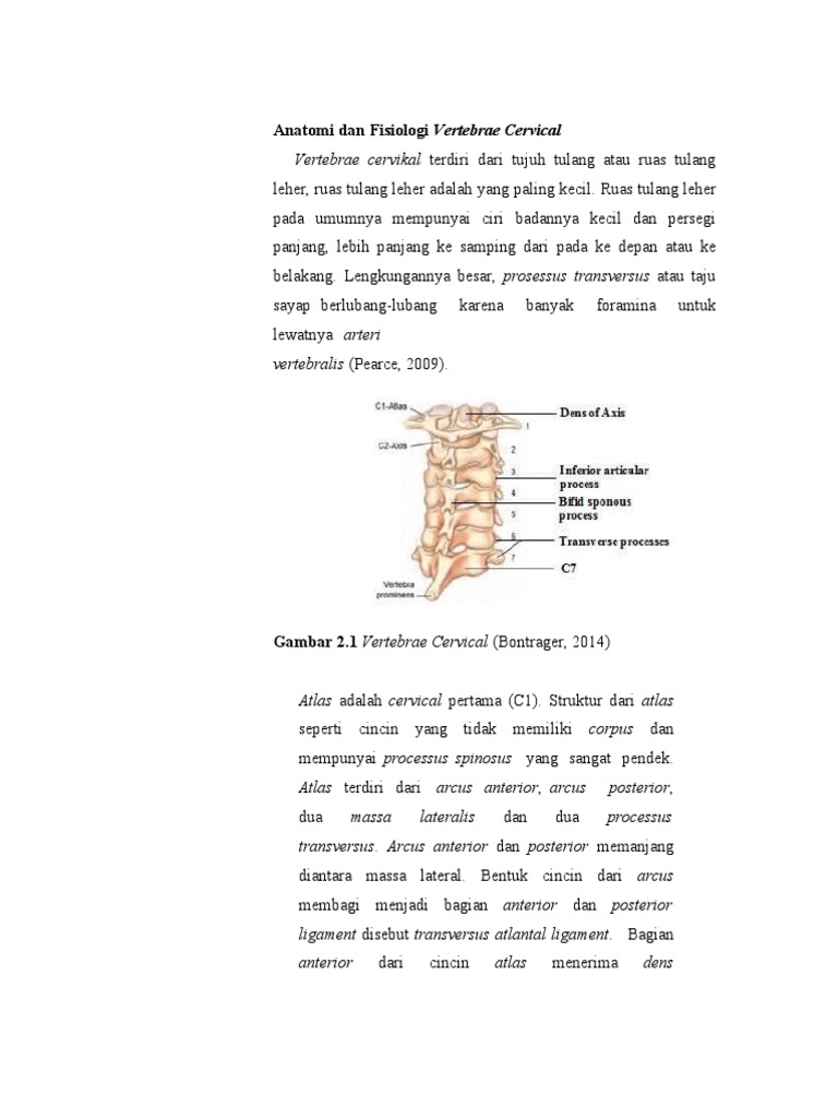 Anatomi Dan Fisiologi Vertebrae Cervical | PDF