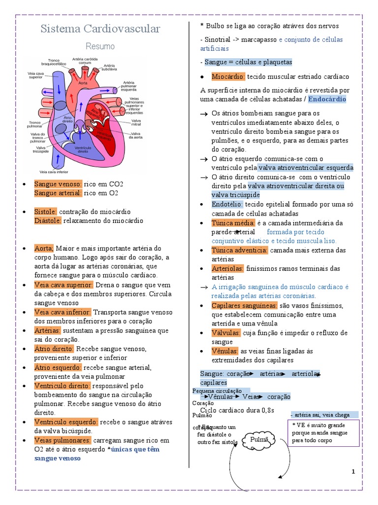 Estrutura e funcionamento do sistema cardiovascular humano | PDF ...