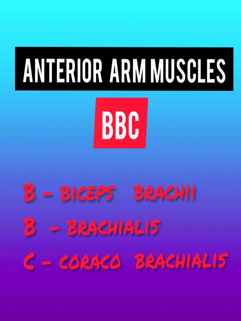 Upper Limb Mnemonic | PDF