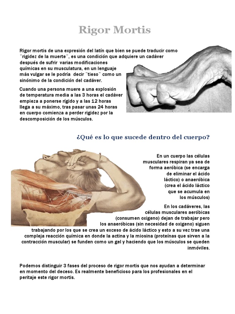 Rigor Mortis | PDF | Músculo esquelético