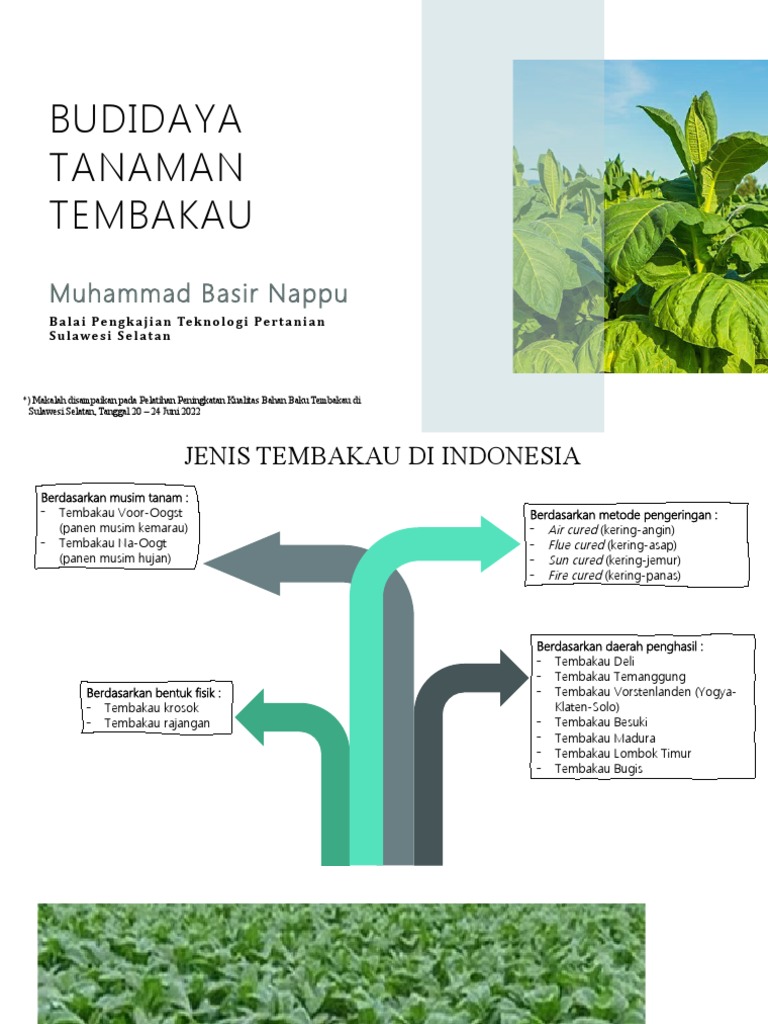 Panduan Budidaya Tembakau | PDF