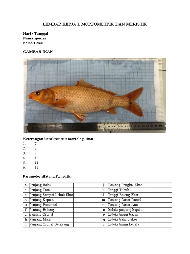 MORFOLOGI DAN MORFOMETRIK IKAN | PDF