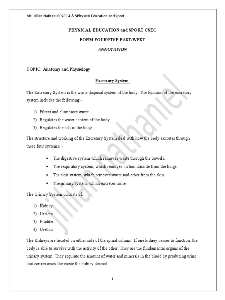 Excretory System Notes | PDF | Human Body | Kidney