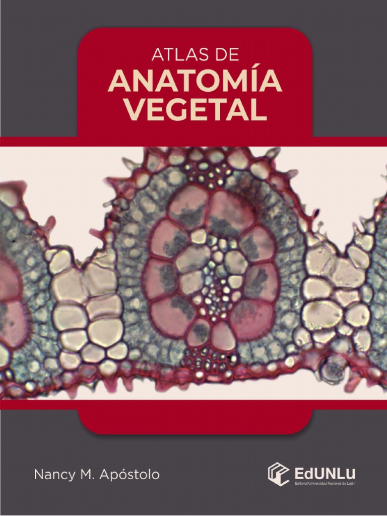 Atlas Anatomia Vegetal Unlu | PDF | Tallo de la planta | Estoma