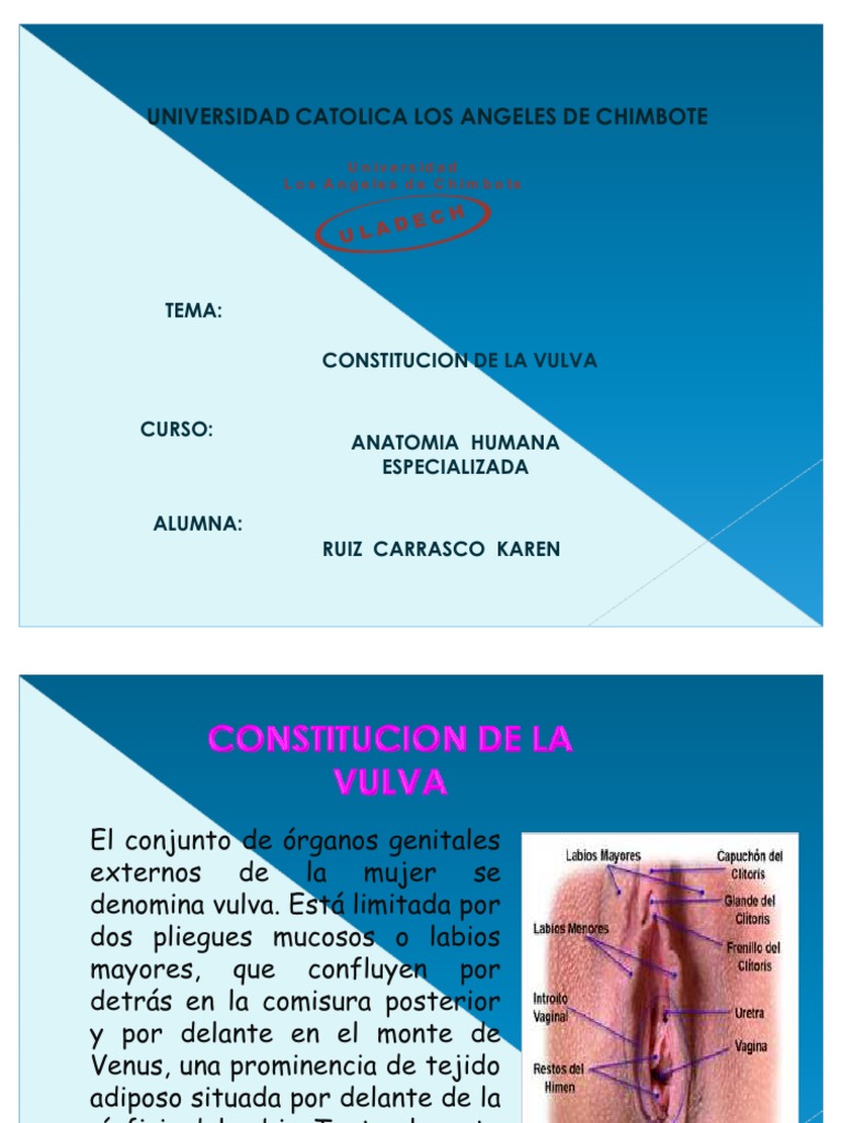Hiperplasia y Anatomía de la Vulva | PDF | Labios | Vagina