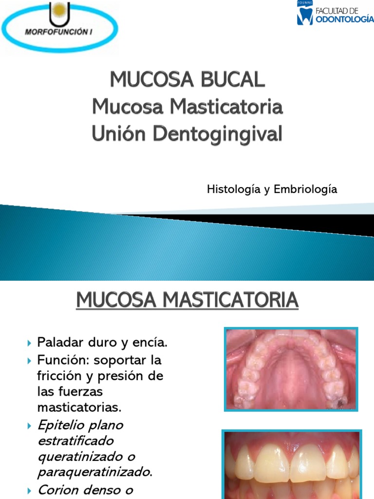 Conferencia Act TP Mucosa Bucal Mucosa Masticatoria-Udg | PDF ...
