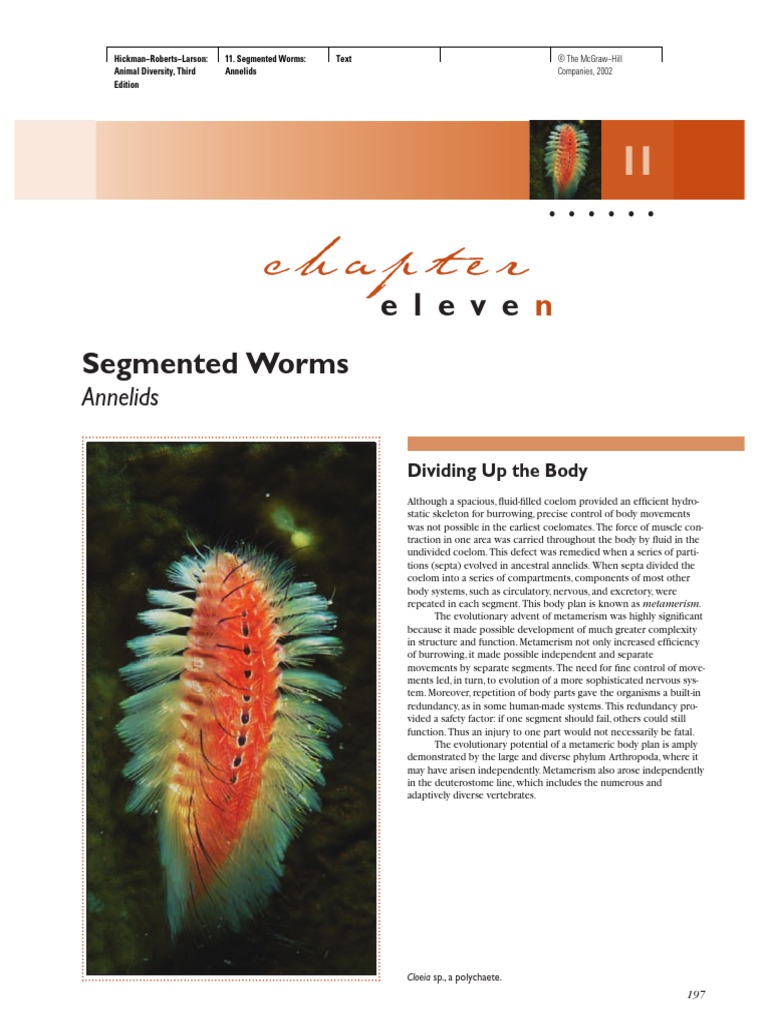 Annelida - Segmented Worm | PDF | Anatomy | Zoology