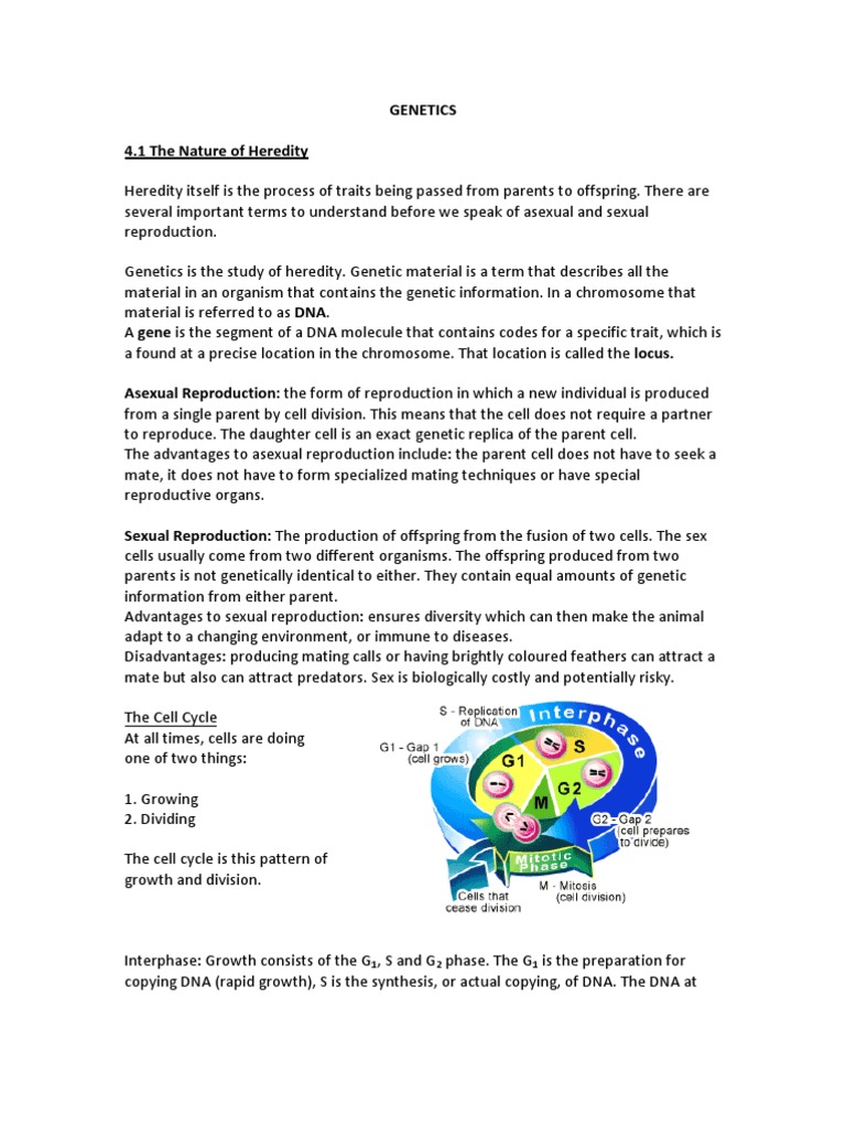 Genetics and Evolution SBI3U | PDF | Meiosis | Mitosis