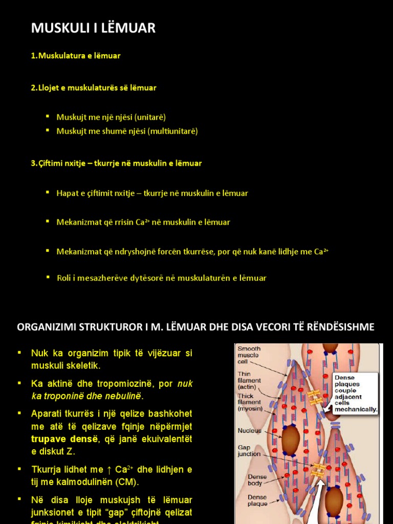 08 Muskuli I Lëmuar | PDF