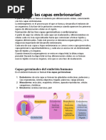 Capas Germinales | PDF | Embrión | Procesos biologicos
