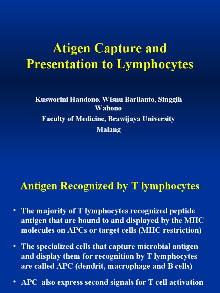 Antigen Capture and Presentation | PDF | T Cell | Major ...