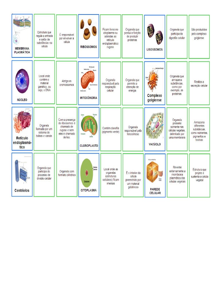 Jogo Organelas | PDF