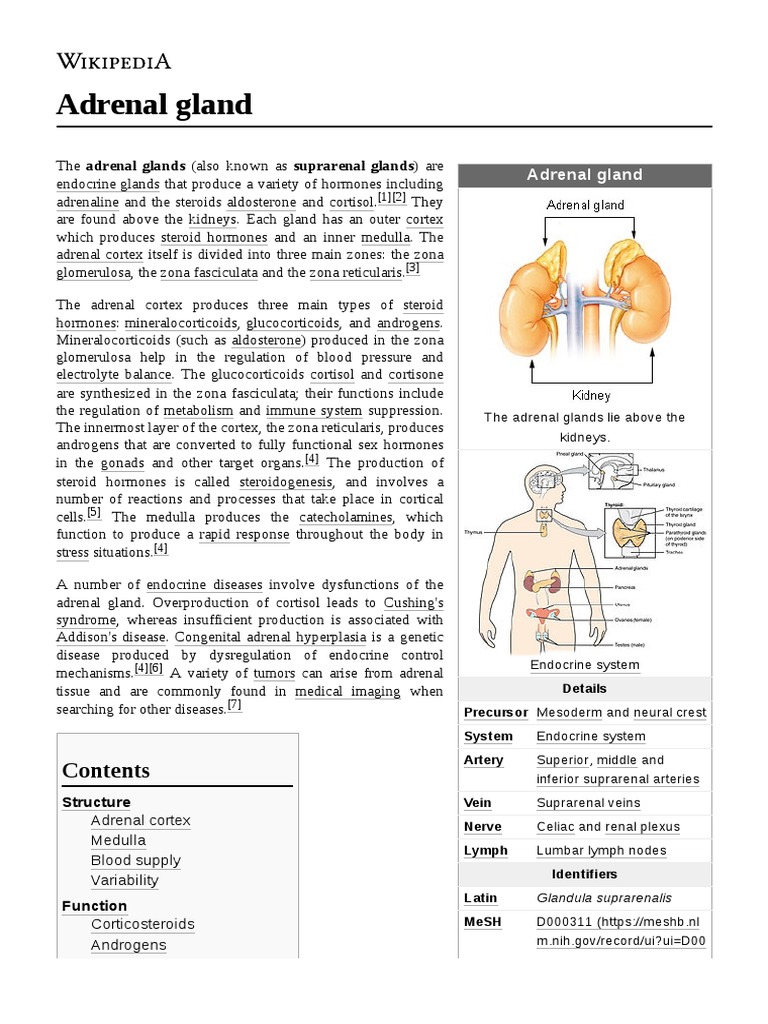 Adrenal Gland | PDF | Adrenal Gland | Adrenocorticotropic Hormone