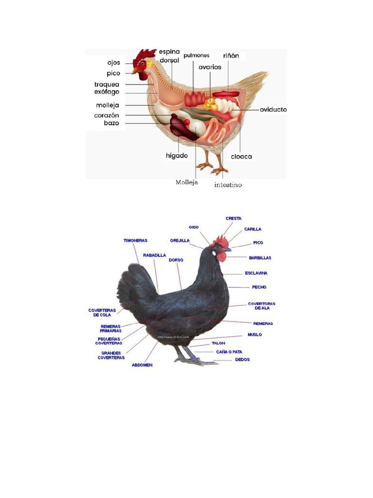 Partes de Una Gallina | PDF