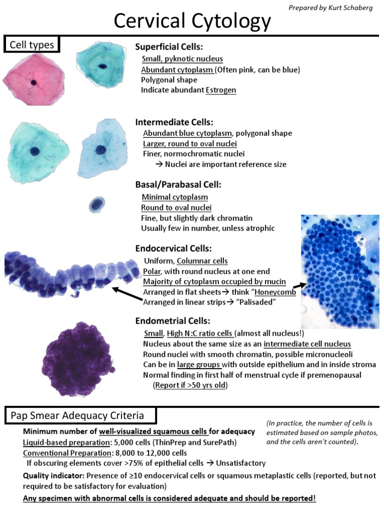 Cervical Cytology | PDF | Cervical Cancer | Medical Specialties