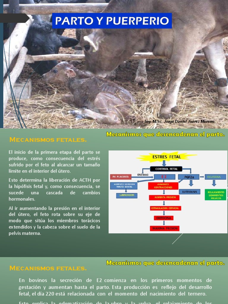 Repro Animal U62 - Parto y Puerperio | PDF | Parto | Vagina