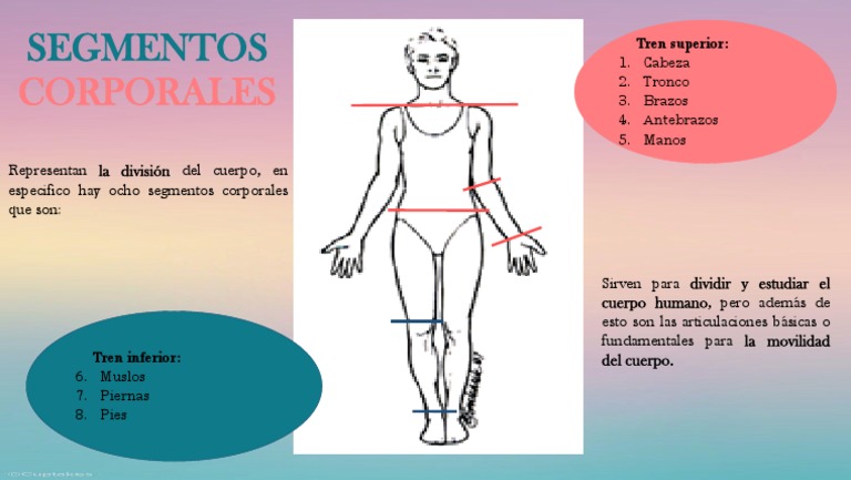 Los ocho segmentos corporales principales y su función para la ...