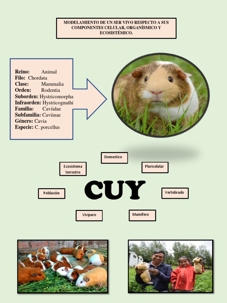 Infografia Cuy | PDF
