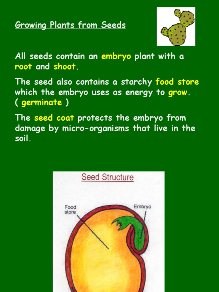 Embryo Root Shoot. Food Store Grow Germinate Seed Coat | PDF | Seed ...