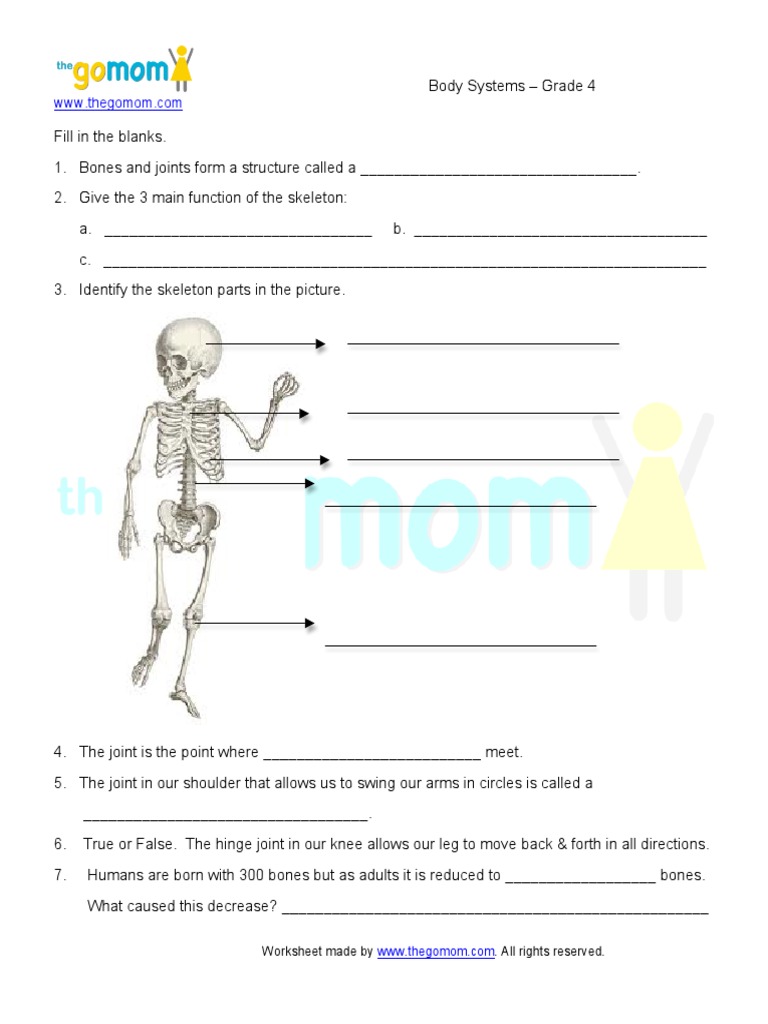 Grade 4 Body Systems Worksheet | PDF | Digestion | Human Digestive System
