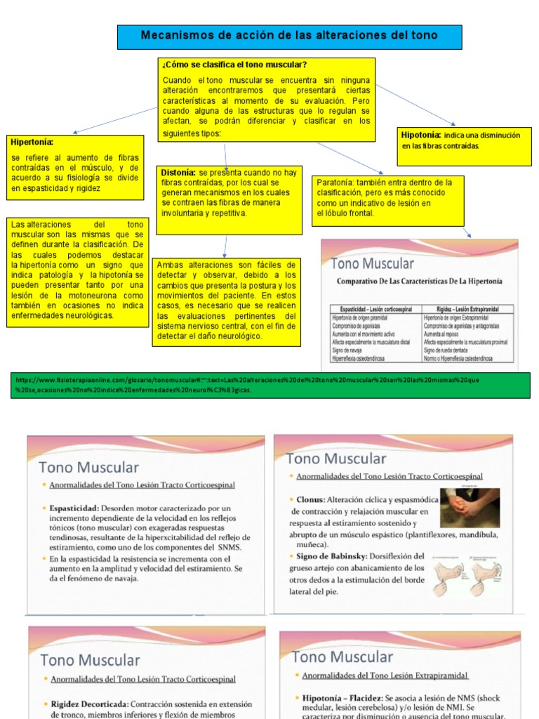 Mapa Conceptual Del Tono | PDF | Músculo esquelético | Neurología