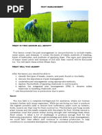 Rice Insect Pest & Their Management | PDF | Biological Pest Control | Rice