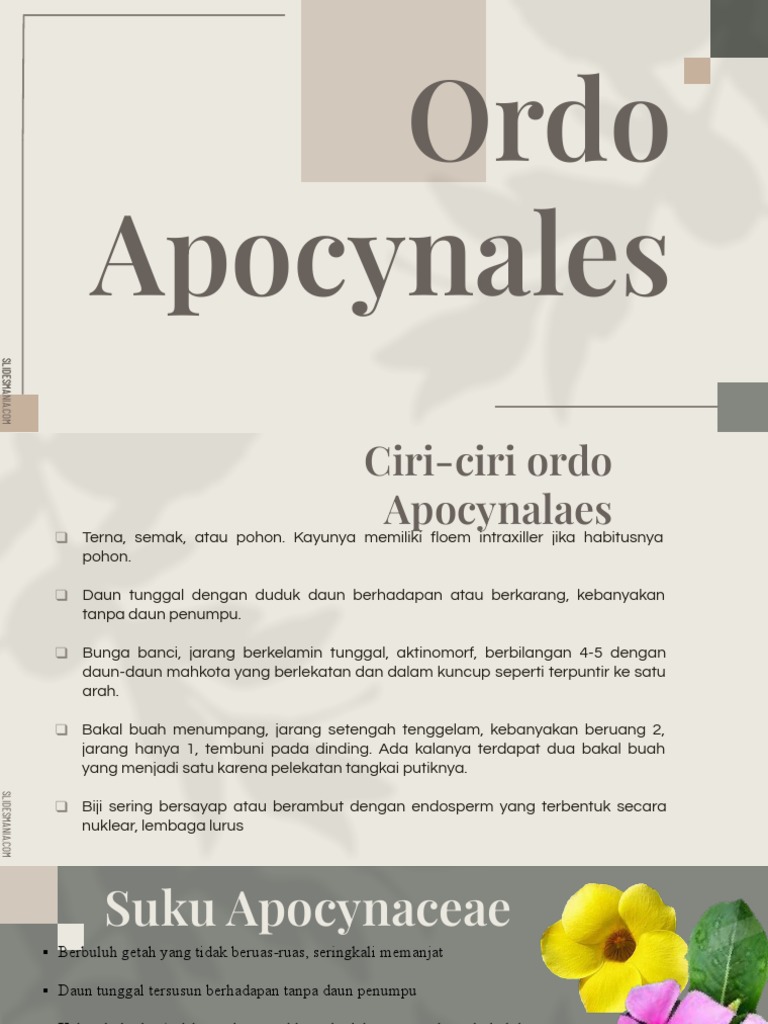 Ciri dan Contoh Ordo Apocynales | PDF
