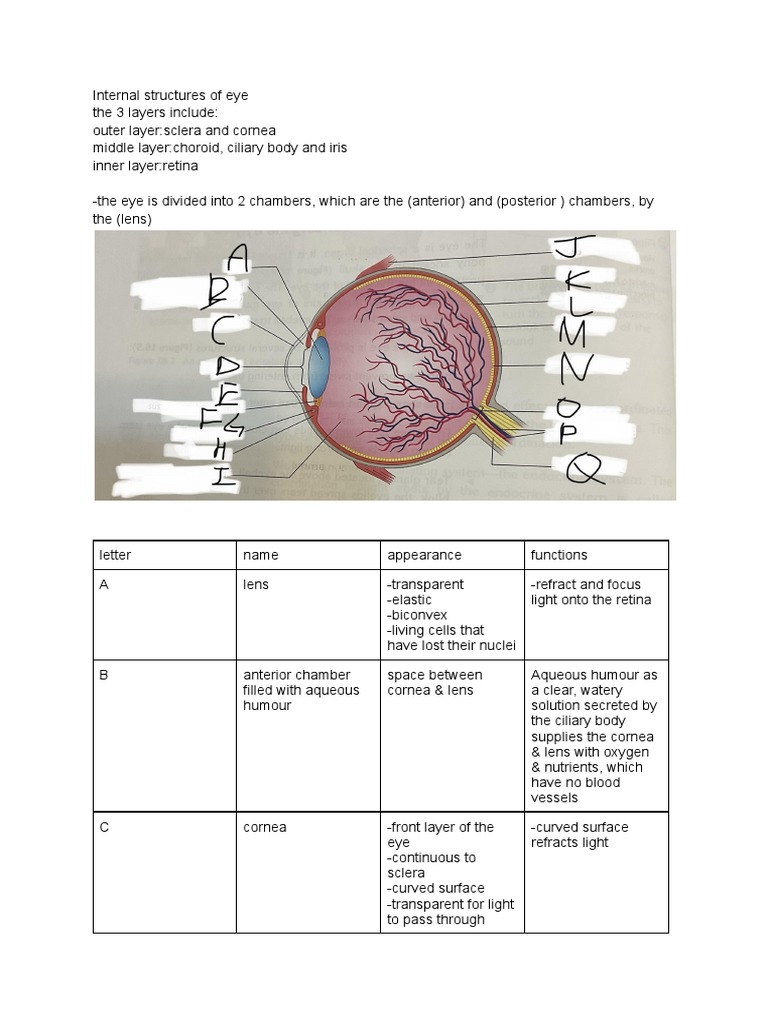 Anatomy of the Eye's Internal Structures | PDF | Eye | Retina