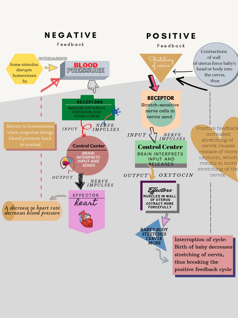 Homeostasis Concept Map | PDF | Homeostasis | Human Anatomy