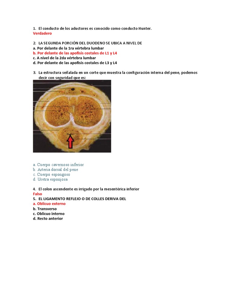 Anatomía del Conducto de Hunter | PDF | Abdomen | Hígado