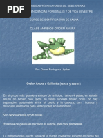 Rana Nodriza Niputidea (Allobates Niputidea) NaturaLista Colombia | PDF