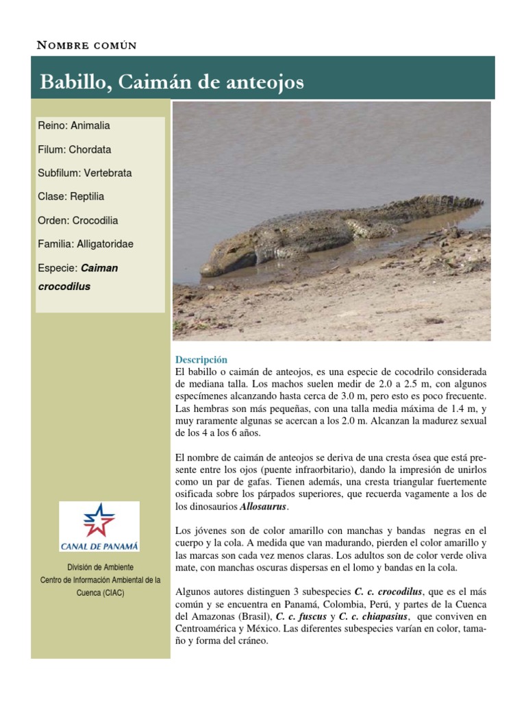 Caiman | PDF