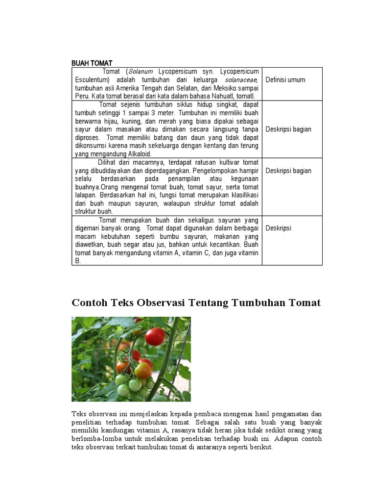 Teks Observasi Buah Tomat | PDF